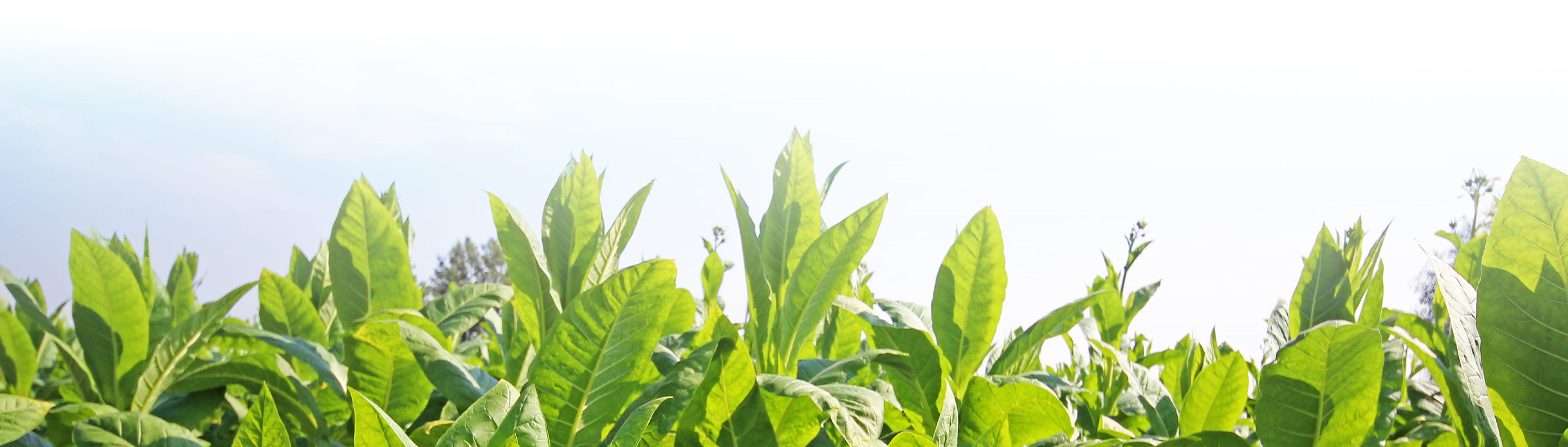 Read Ploom's Case Study | PDV